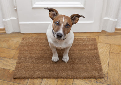Dog Mat Training in 3 Simple Steps | Australian Dog Lover