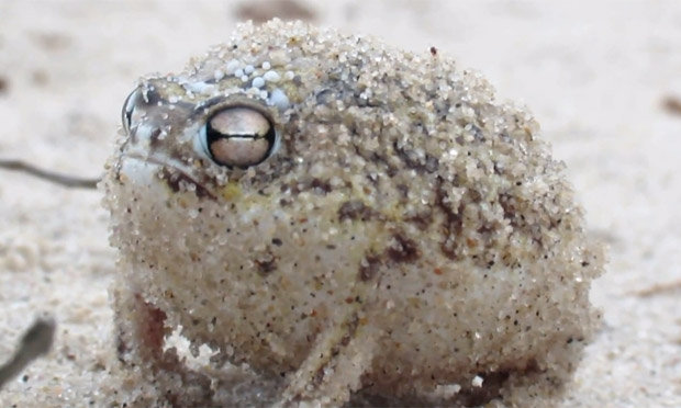 White Wolf : Tiny Frog Makes the Most Adorable Squeaky Toy Sound Ever ...