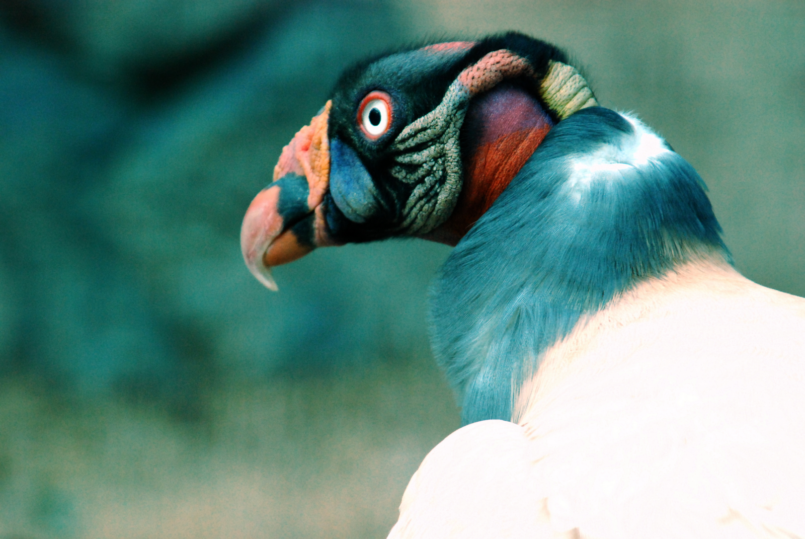 King Vulture