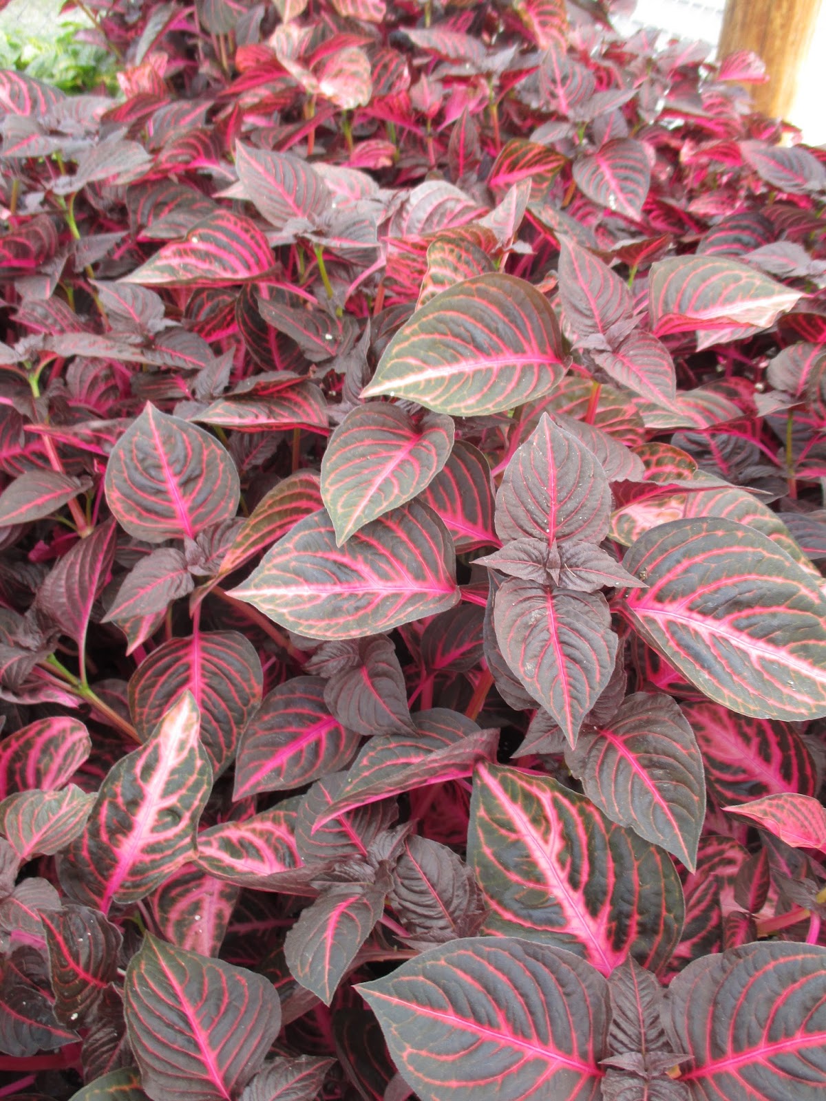 Rotary Botanical Gardens - Hort Blog: Iresine 'Blazin' Rose' (Bloodleaf)