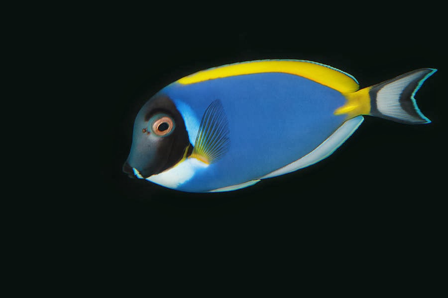 The Powder Blue Surgeonfish Beautiful Reef Species
