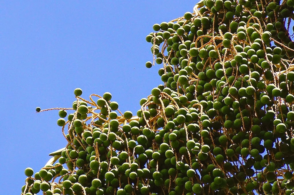 Flora de Puerto Rico Ilustrada Papo Vives: ARECACEAE CORYPHA ...