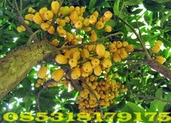 JUAL BIBIT POHON MENTENG DI CIAMIS| JAWA BARAT | BOS TANAMAN COM