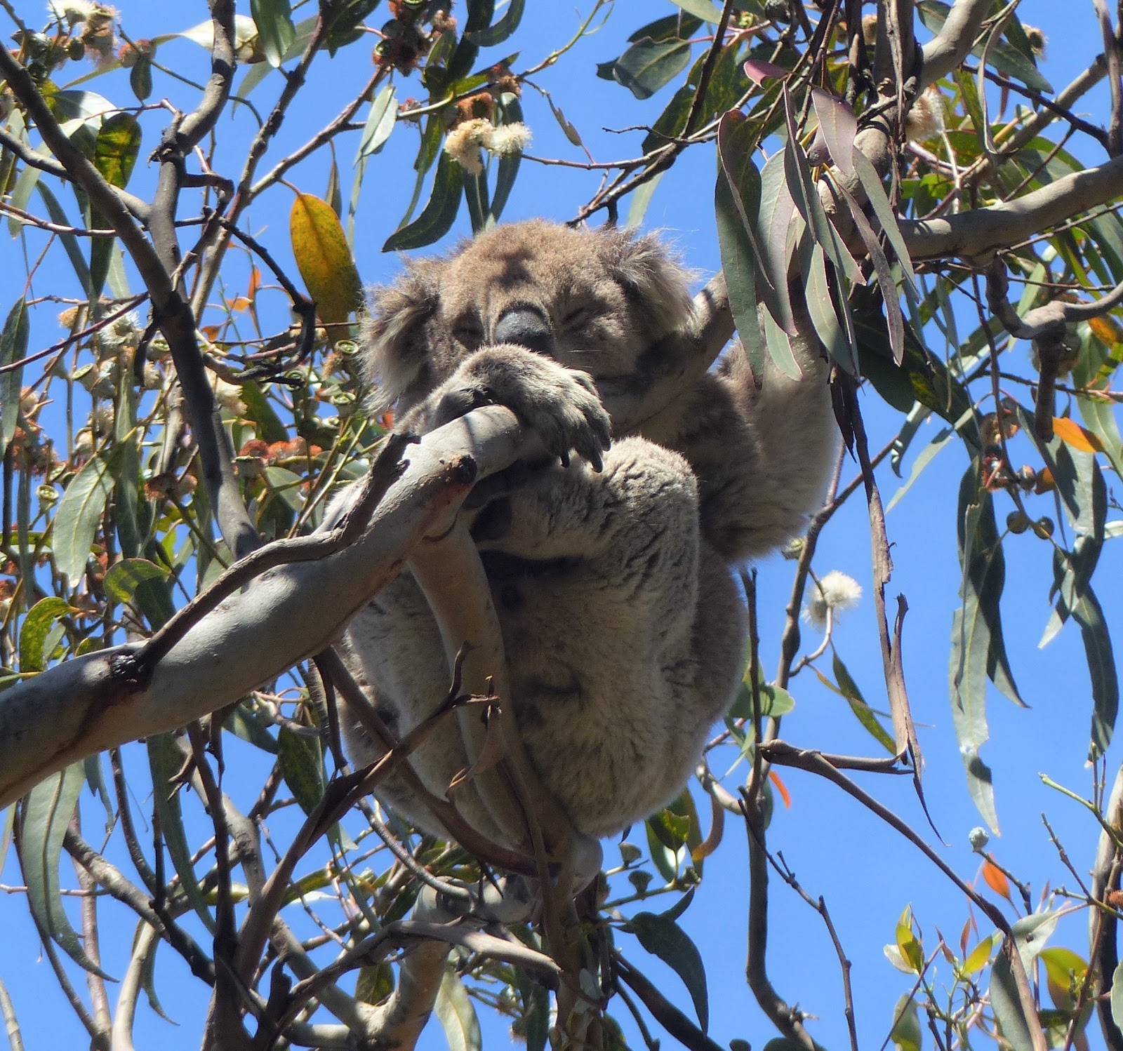 A Field Notebook: Koalas on the Great Ocean Road