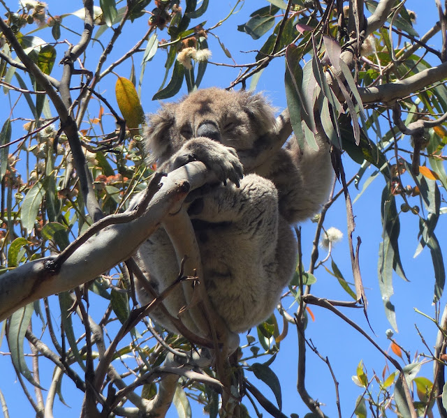 A Field Notebook: Koalas on the Great Ocean Road