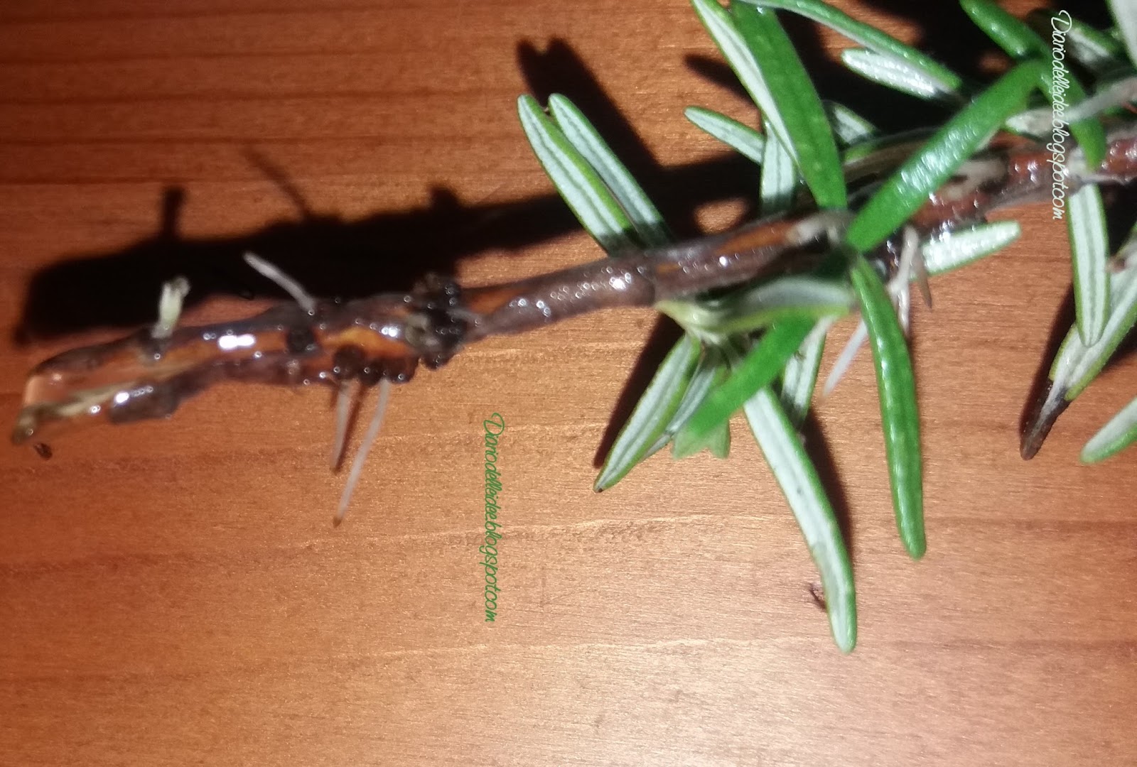 Diario delle idee : Talea (ovvero moltiplicare piante a costo zero)