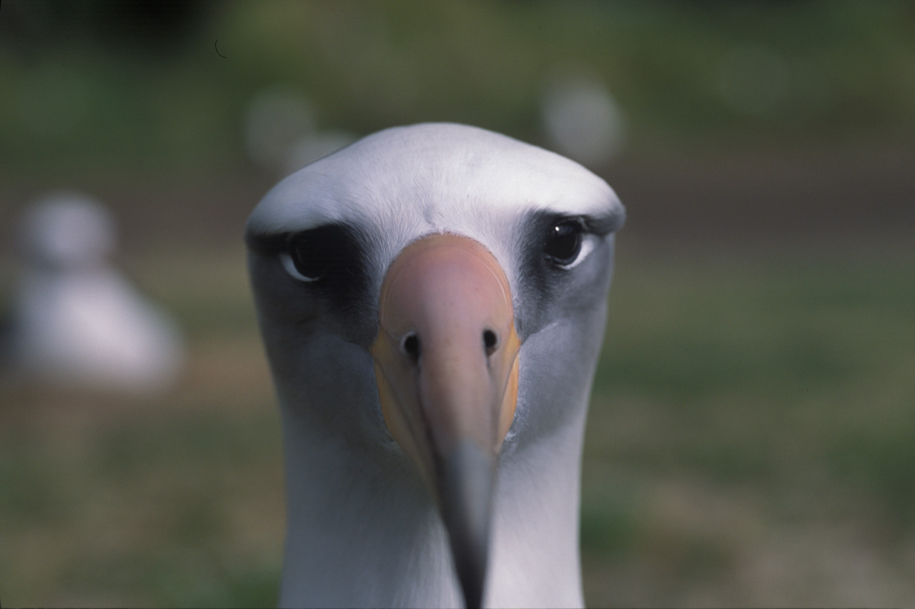 Pictures of albatrosses