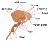 The Life Cycle of the Flea | VETERINARY PROFESSIONAL