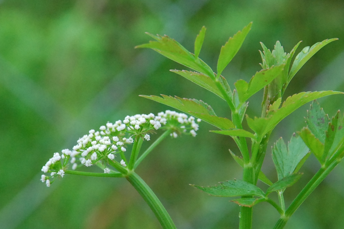 My little vegetable garden: BLOOMING FRIDAY : eye candy