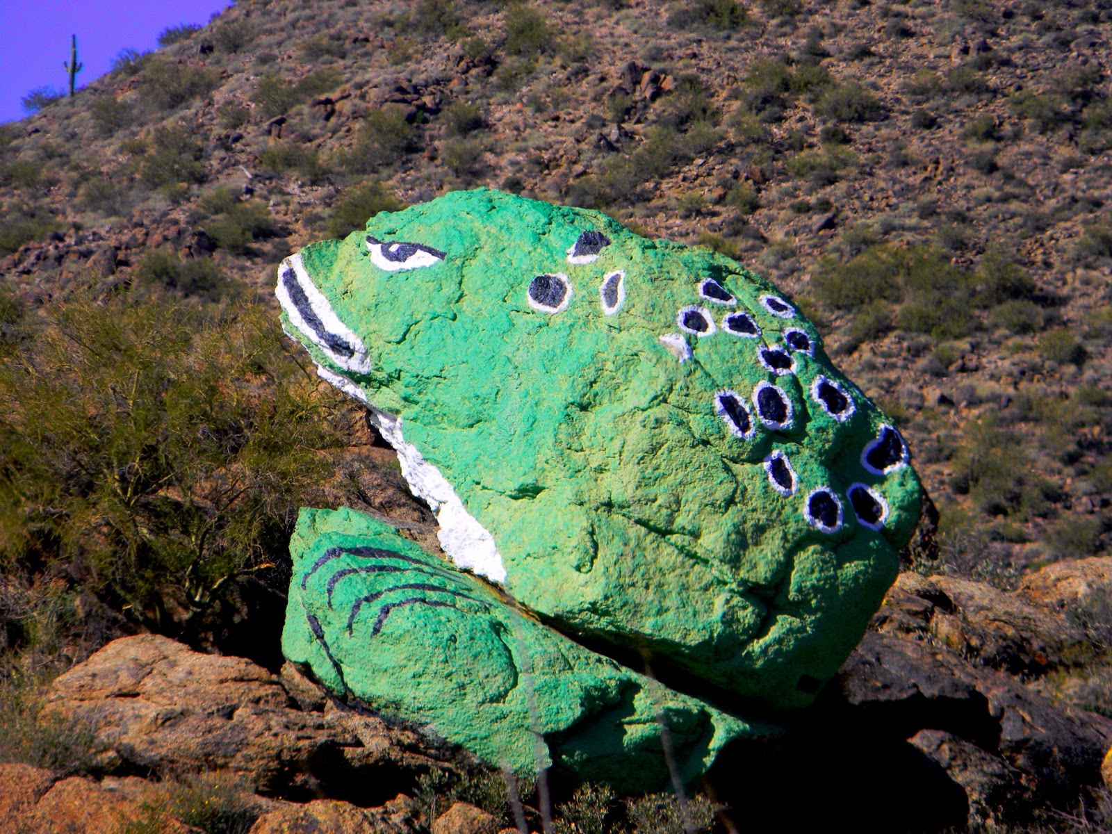 Rocky the Frog