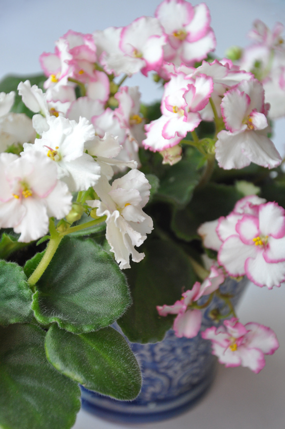 Three Dogs in a Garden: African Violets