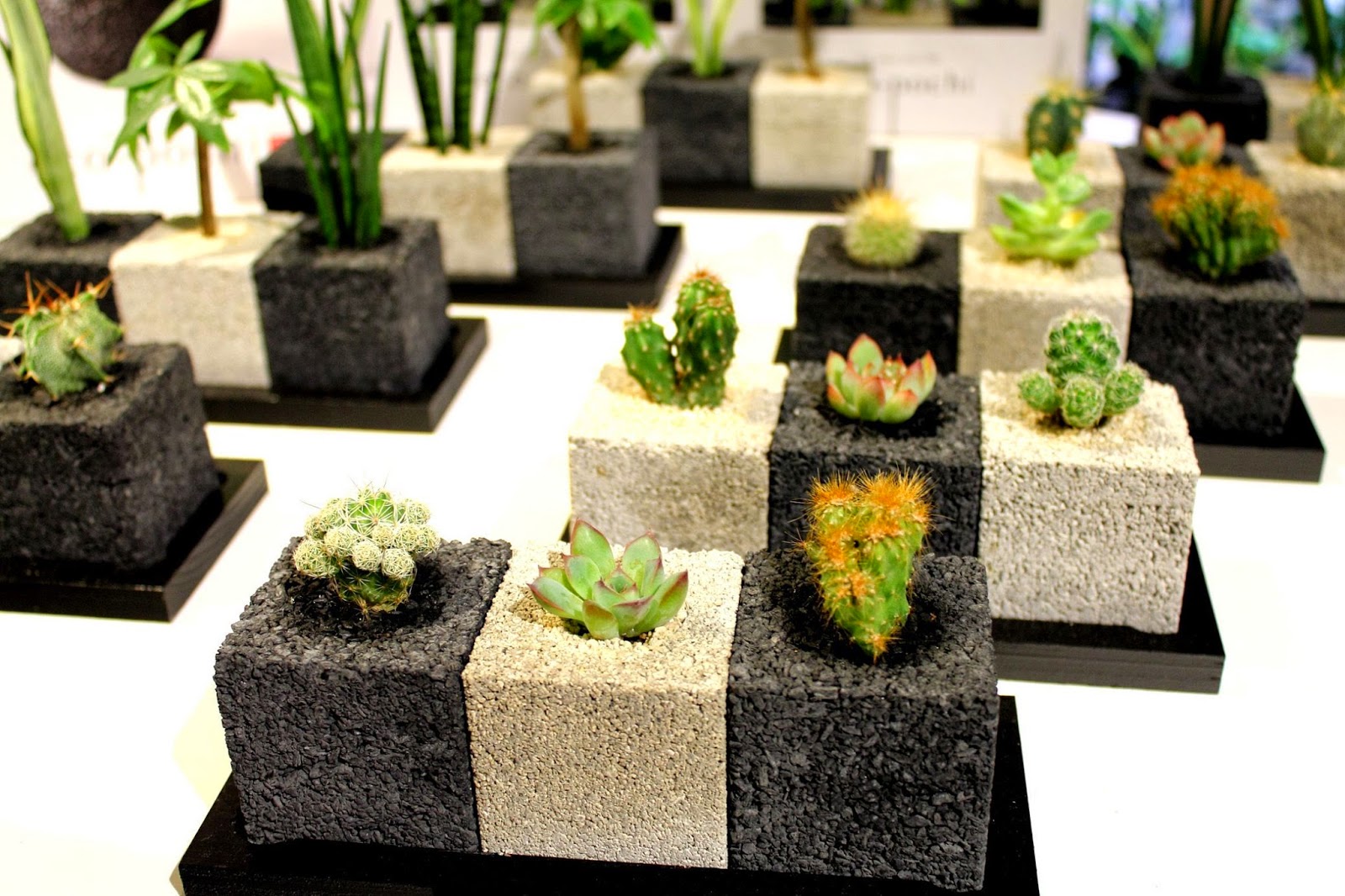 Singapore Flowers Blooms: Eco Pochi @ Candy Floriculture Singapore