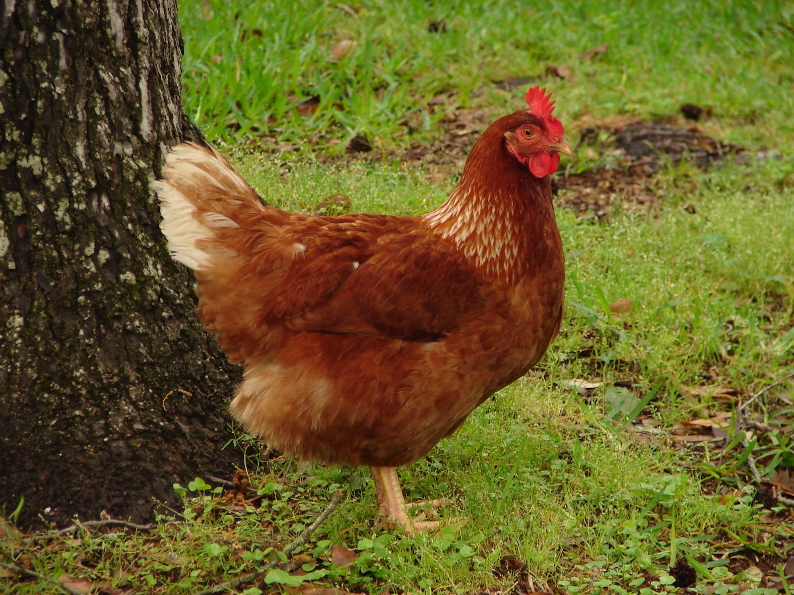 Little Things of Texas: Introducing My Adult Hen Varieties