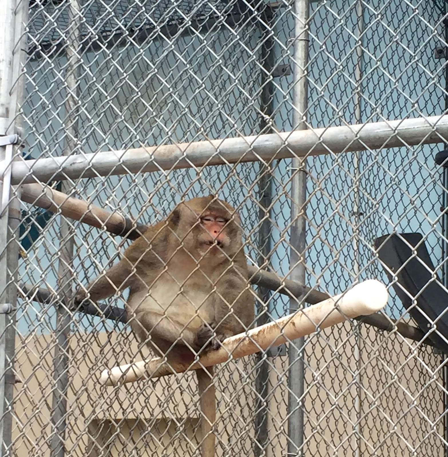 Prairie Girl in the Big, Scary World: Monkey Mania at The Suncoast ...