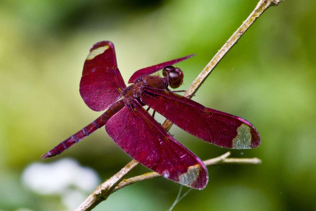 Manda Animali: Libellula Rosa, Viola, Rossa e Dorata!!