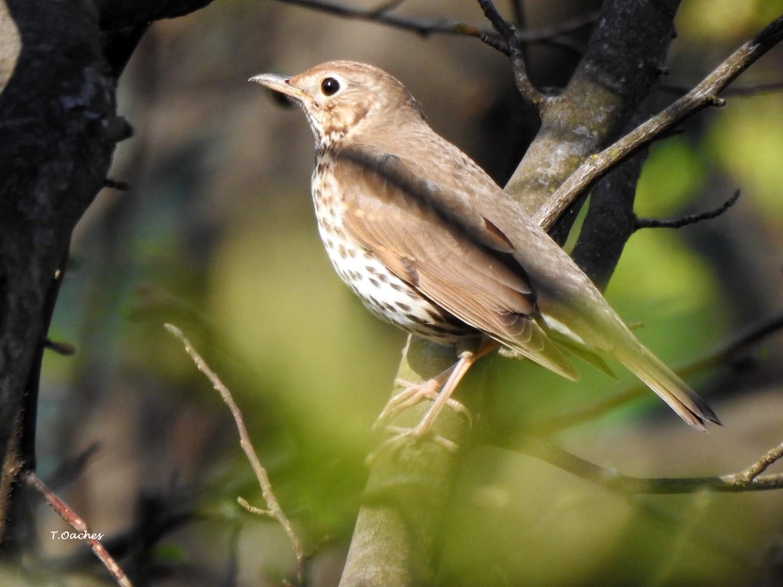 PASARI DIN ROMANIA: STURZ CANTATOR, Turdus philomelos