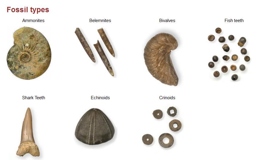 GLOSSOPETRAE: Fossil remains and popular culture