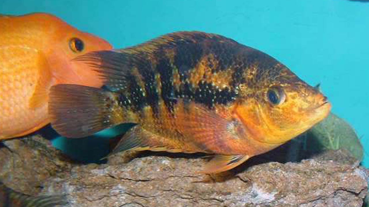 Red Devil Ikan Hias Penjajah Perairan Indonesia | Nama, Gambar Binatang A-Z