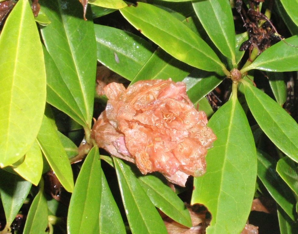 Holly's Pacific Northwest Garden: Rhododendron Hedging (Bets)