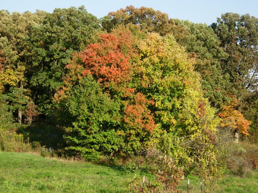 The Dilettante Photographer: Morton Arboretum - II, Chicago