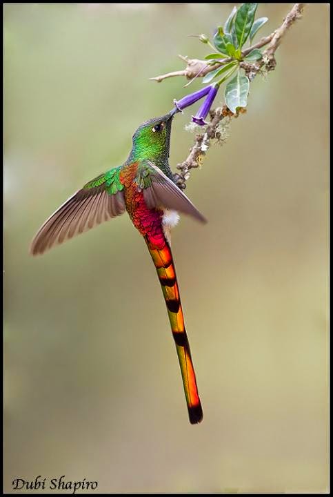Argentina nativa: Picaflor cometa (Sappho sparganurus)