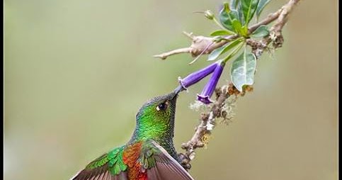 Argentina nativa: Picaflor cometa (Sappho sparganurus)