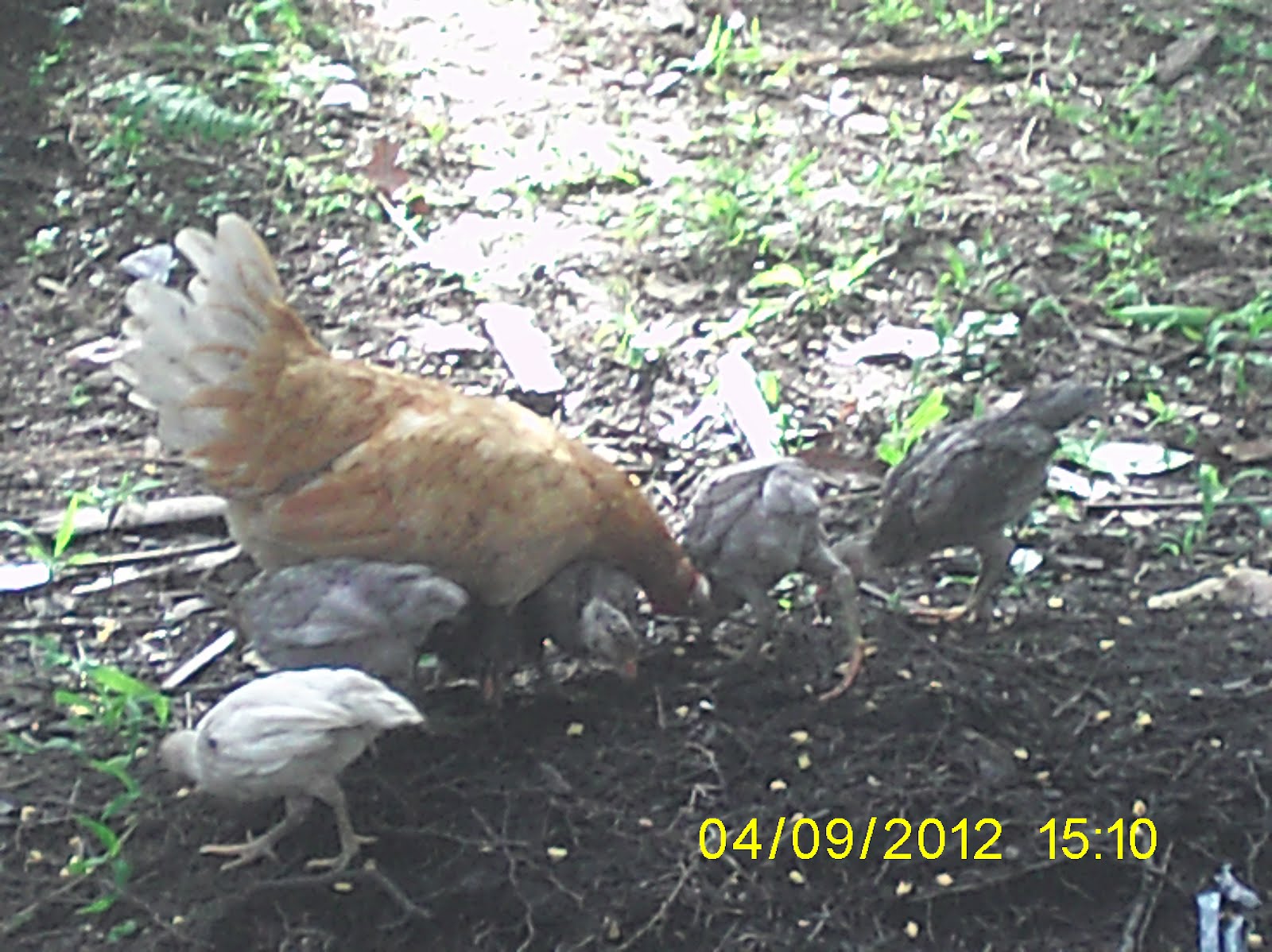 ORGANIC FREE RANGE NATIVE CHICKENS
