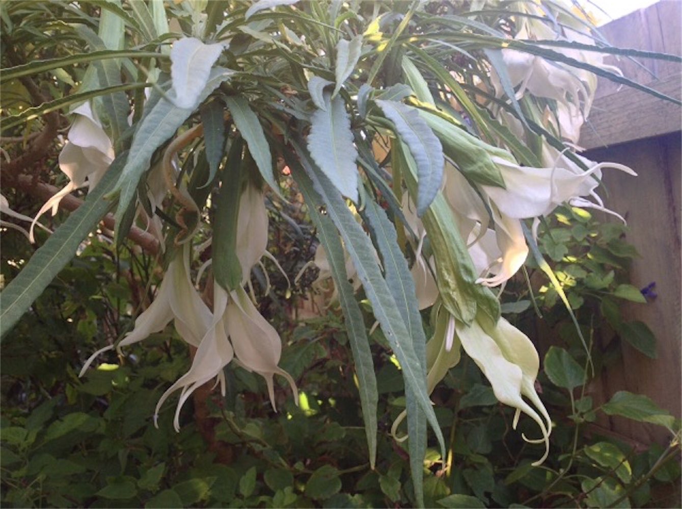 Growing Brugmansias in Victoria.: CULEBRA