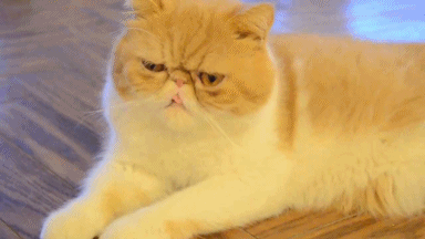Chester SmooshyFace: Gifs of exotic shorthair cat Chester