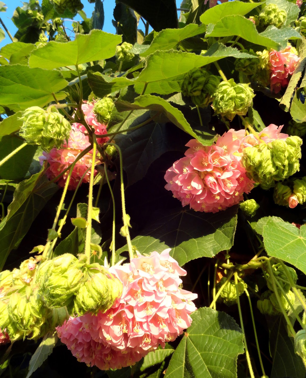 danger garden: Huntington Fridays from 2014, a sequel