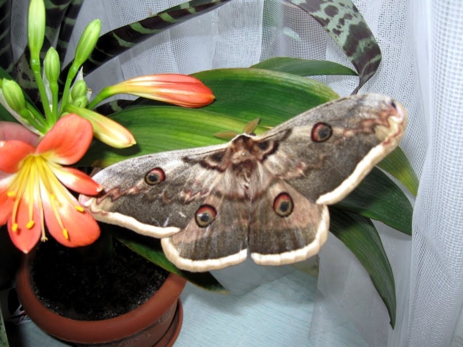 Ranger Junior - Mitocu Dragomirnei, Suceava: Fluturii ochi de păun