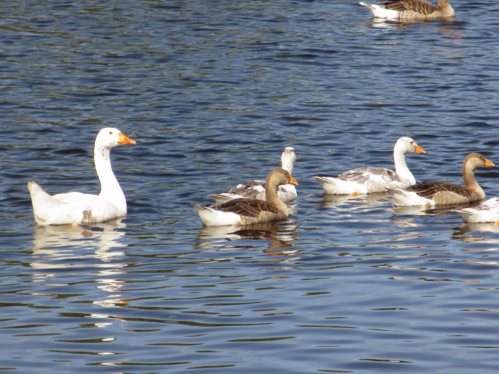 Cannundrums: Hybrid Greylag or Domestic Goose
