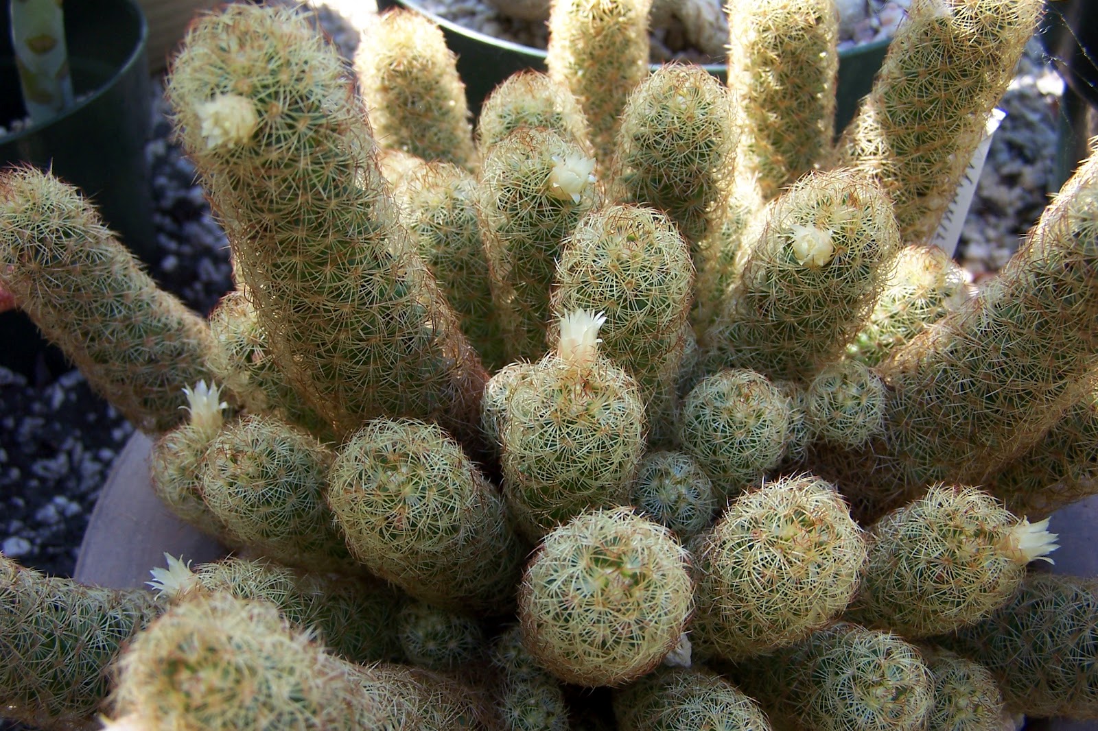 Oregon Cactus Blog: Mammillaria elongata