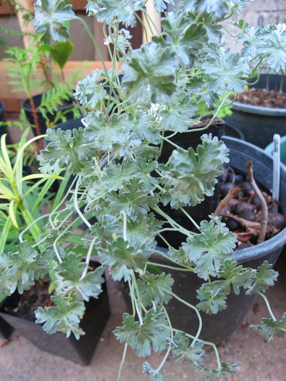 Visiting Cistus and Garden Fever