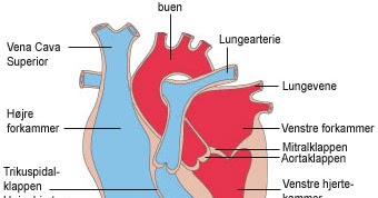 Akutmodtagelsens udfordringer: Anatomisk baggrundsviden