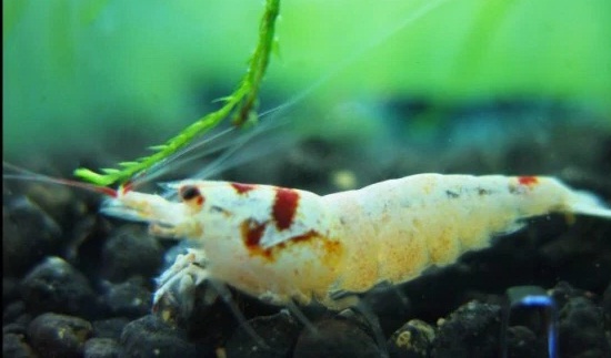 Jual Udang Red Cherry (Neocaridina Denticulata Red)