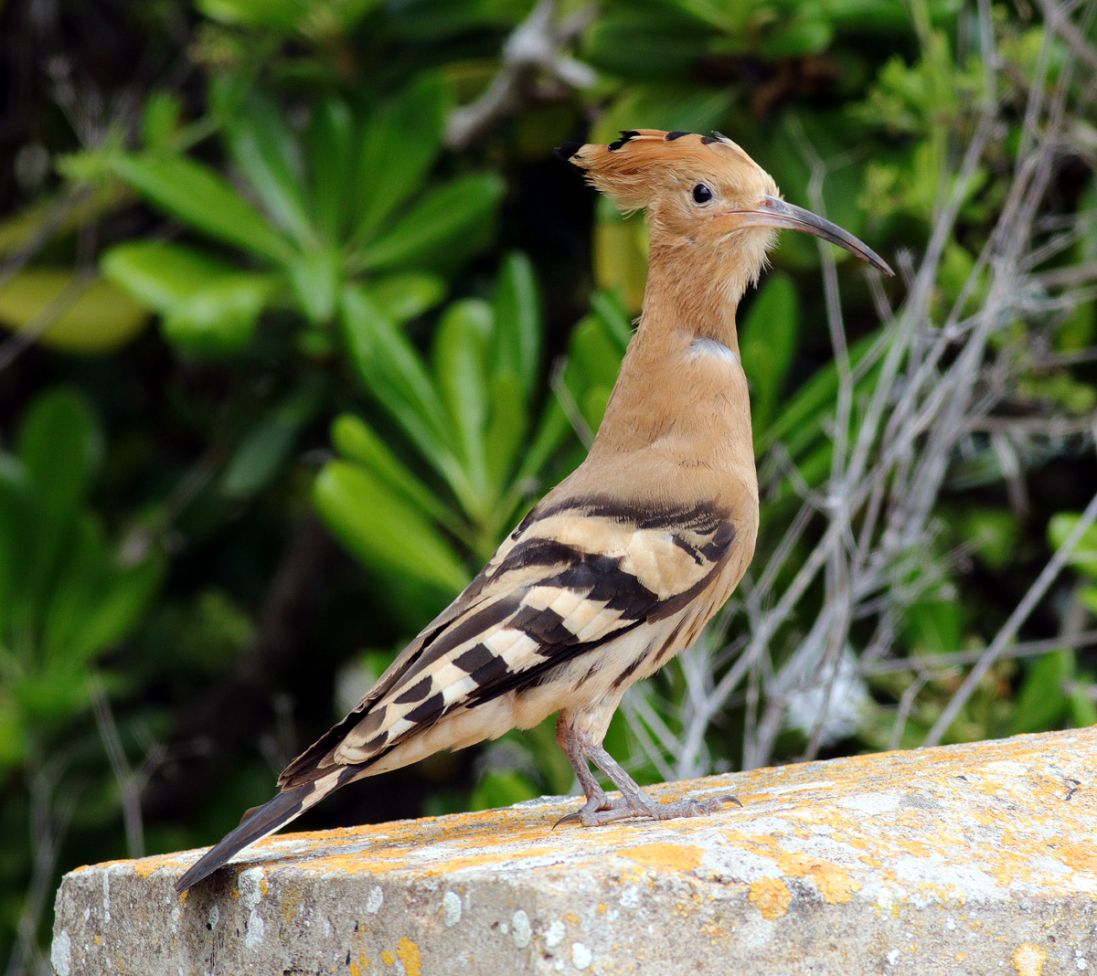 Another Bird Blog: Wedding Free Zone