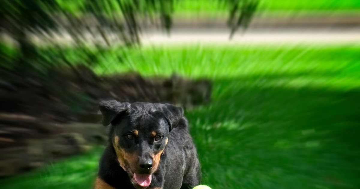 A User experience of the Pro capture (ProCap) Mode in Olympus OMD Em1 MII