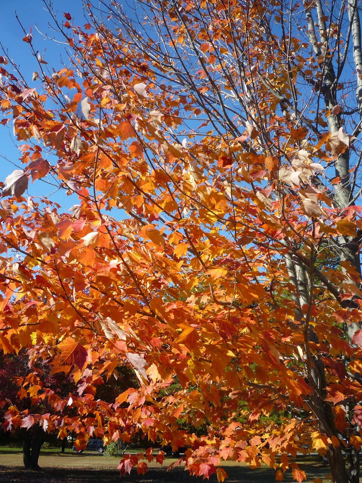 Vermont Foliage Photos. October leaf peeping. South Burlington, Vermont ...