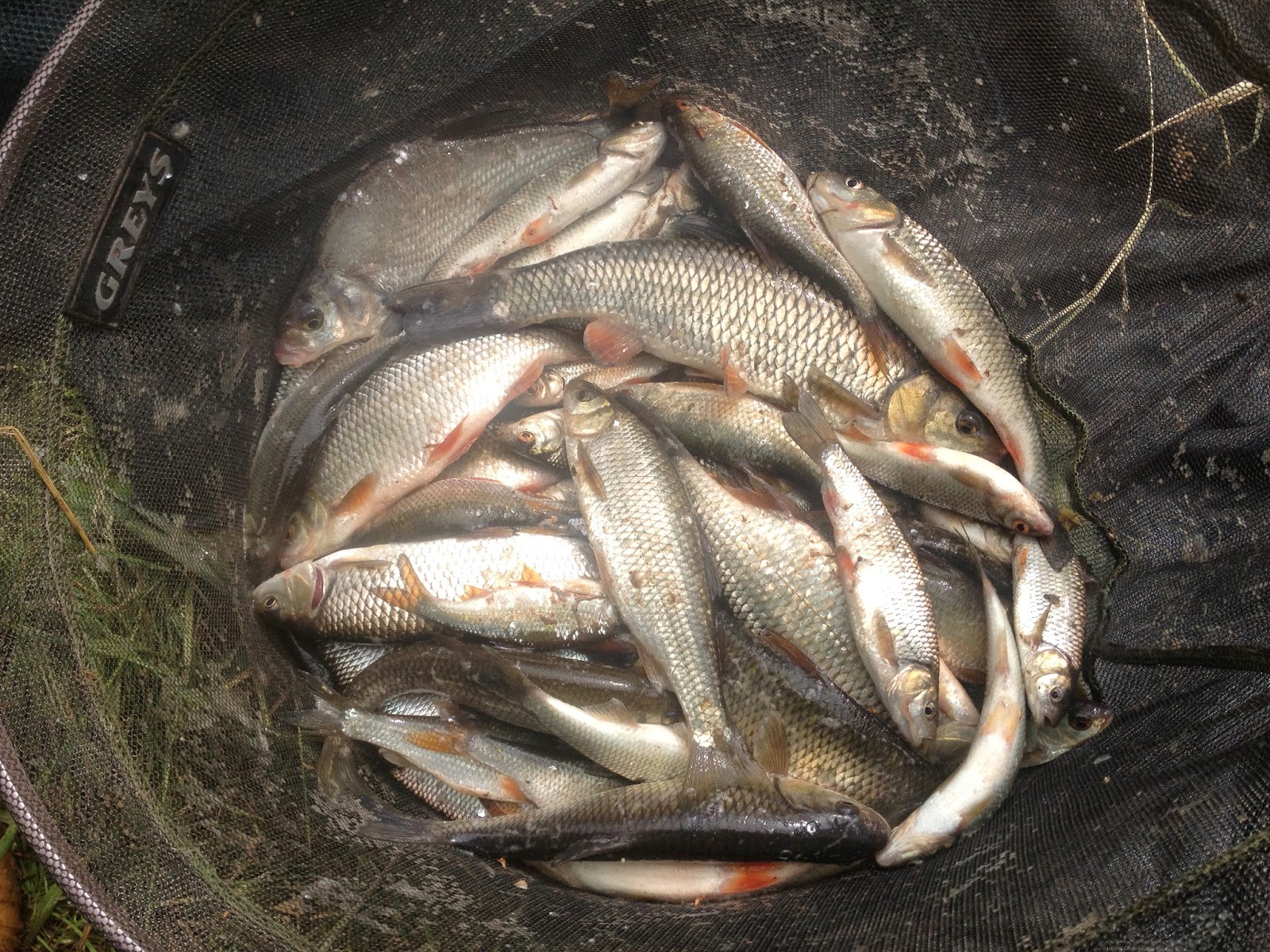 Danny's Angling Blog: Stickfloat Fishing the River Dane: New Area Explored