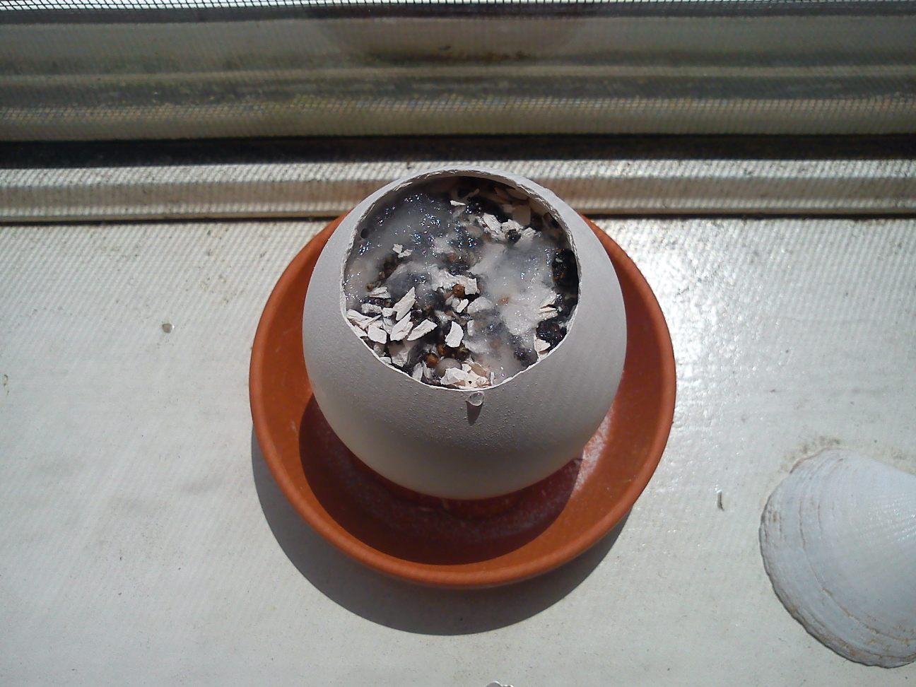 Kurayami Ryu's Journal