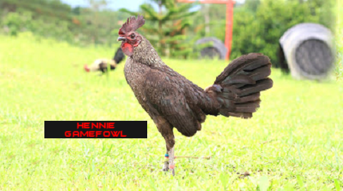 Hennie Gamefowl History - World Of Gamefowl