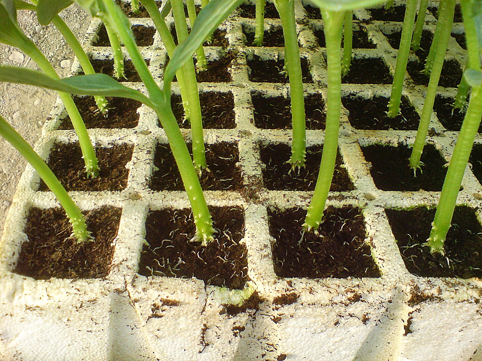 COMPOST TEA ΚΑΙ ΩΦΕΛΙΜΟΙ-ΕΝΕΡΓΟΙ ΜΙΚΡΟΟΡΓΑΝΙΣΜΟΙ: .ΦΩΤΟΓΡΑΦΙΕΣ ΑΠΟ ...