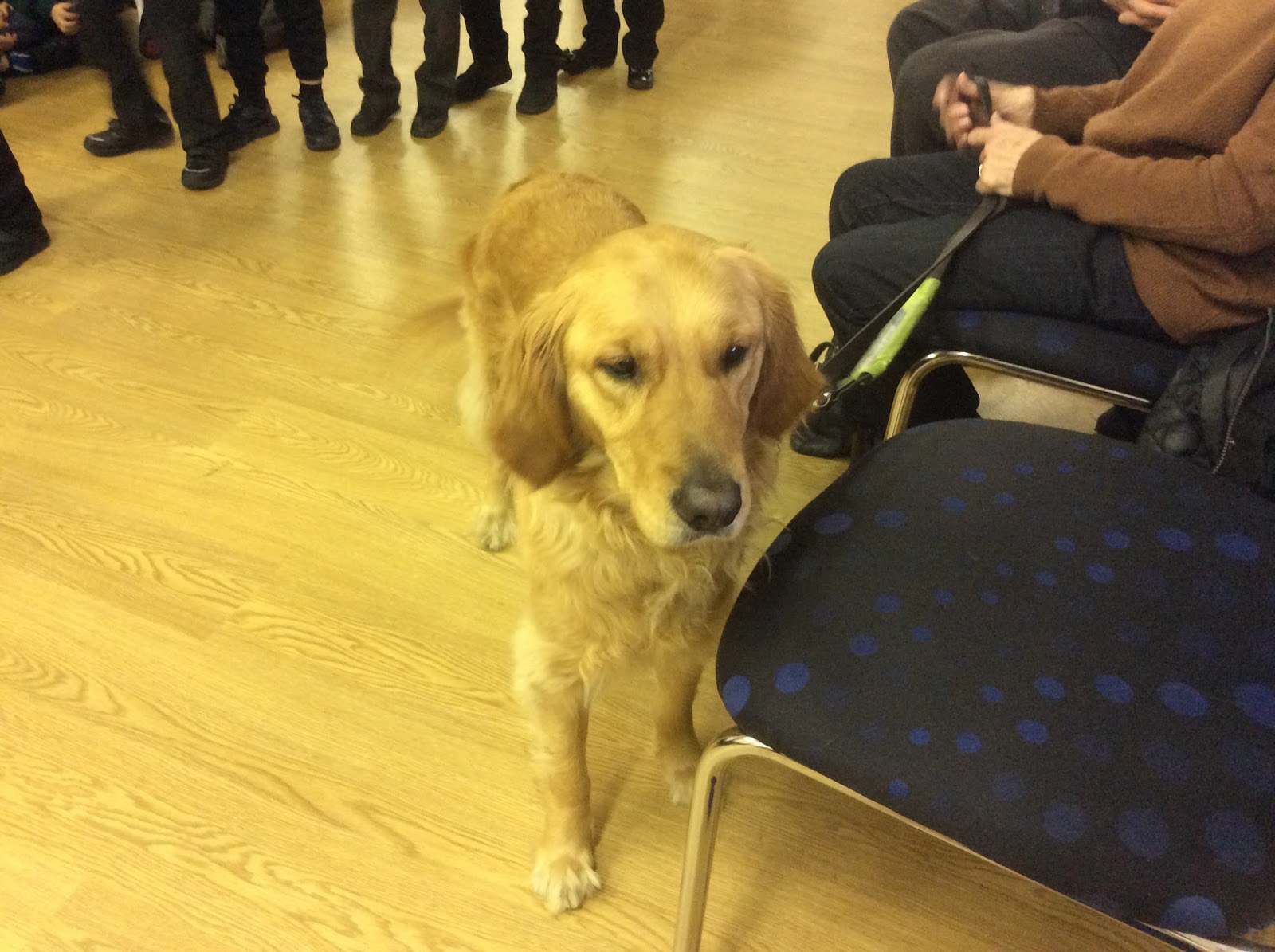 Mead Primary: Guide dogs Julia and Maple say 'Thank you'