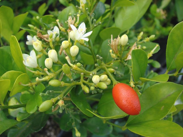 Natural: Bonsai Jeruk Kingkit (Triphasia trifolia)