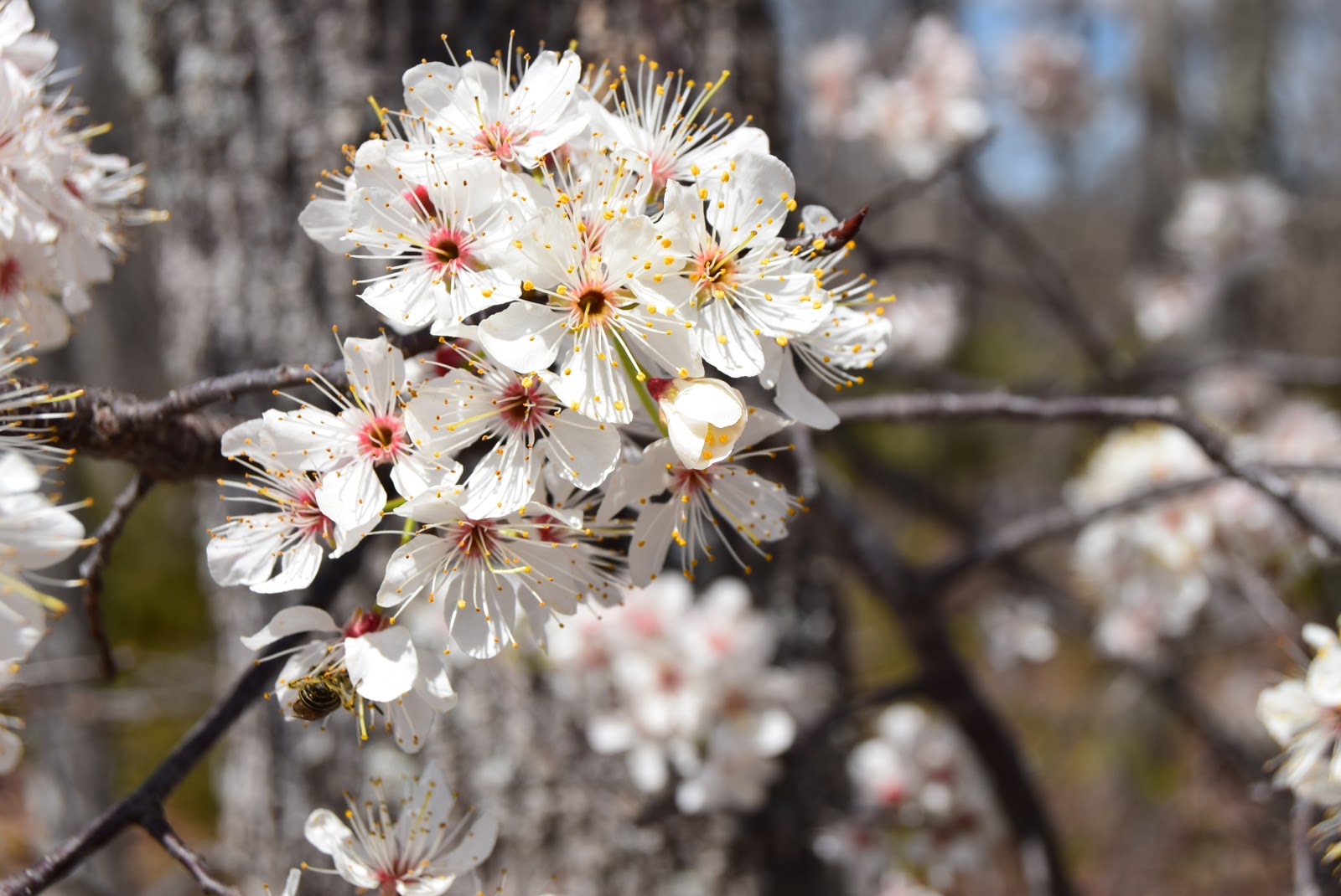 Spring is Blooming at Thunder Mountain Park