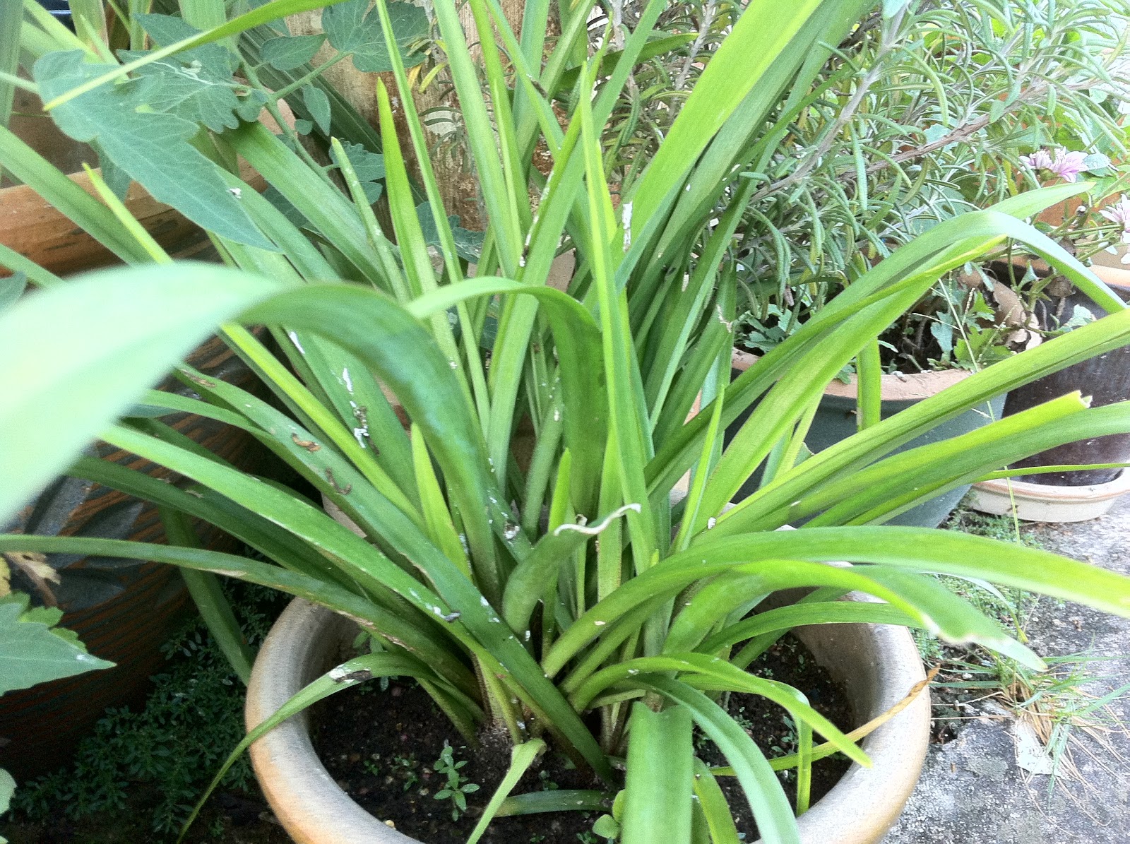 My Experimental Garden: Polianthes tuberosa (harum sundal malam)
