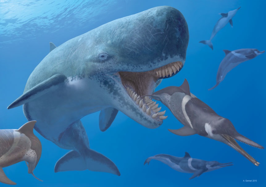 The Coastal Paleontologist: 2016 in review: Advances in marine mammal ...