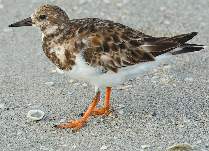 Red and the Peanut: Ruddy Turnstones