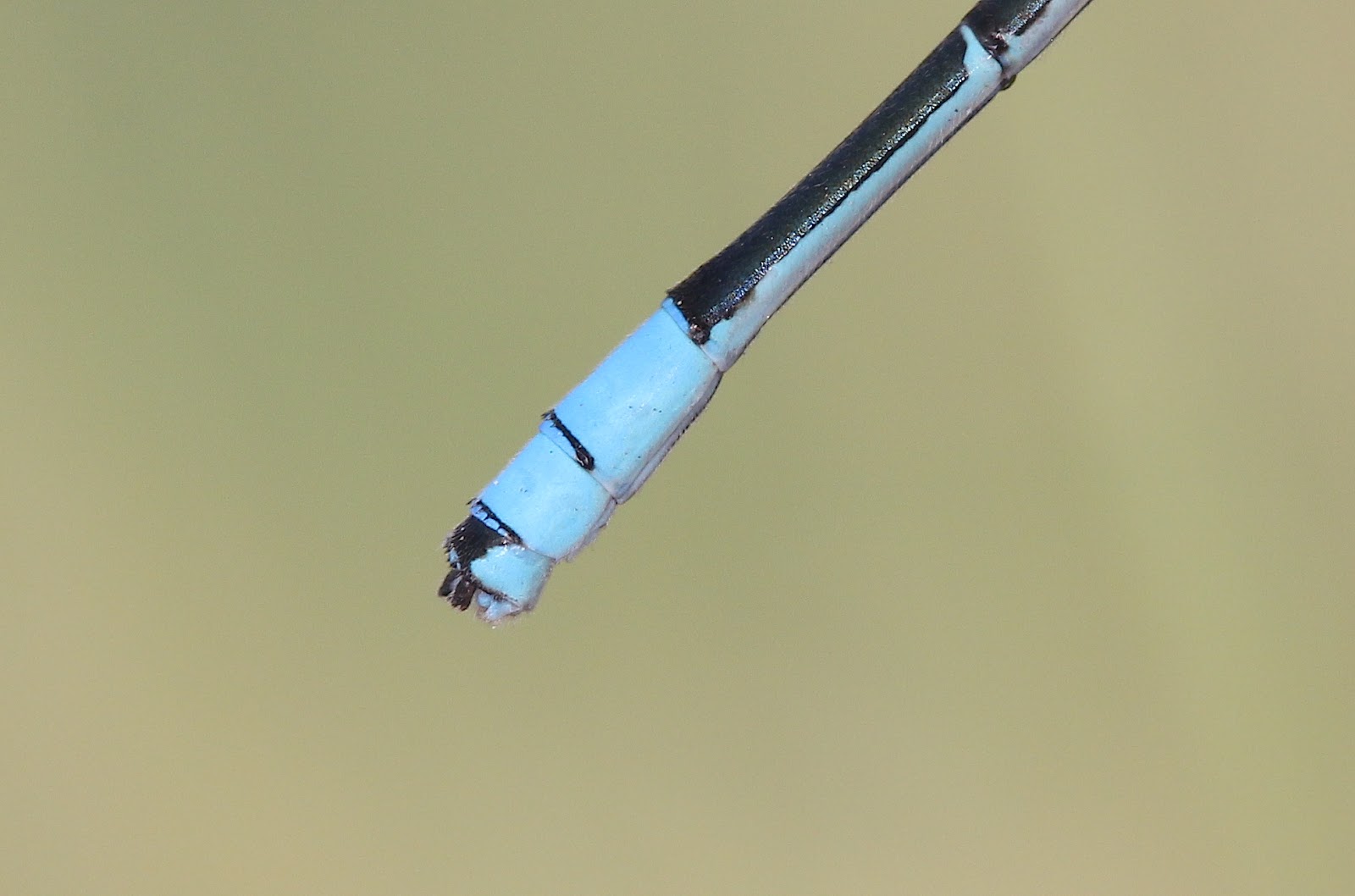 Xiphias Gladius Linnaeus 1758 Species India Biodiversity Portal